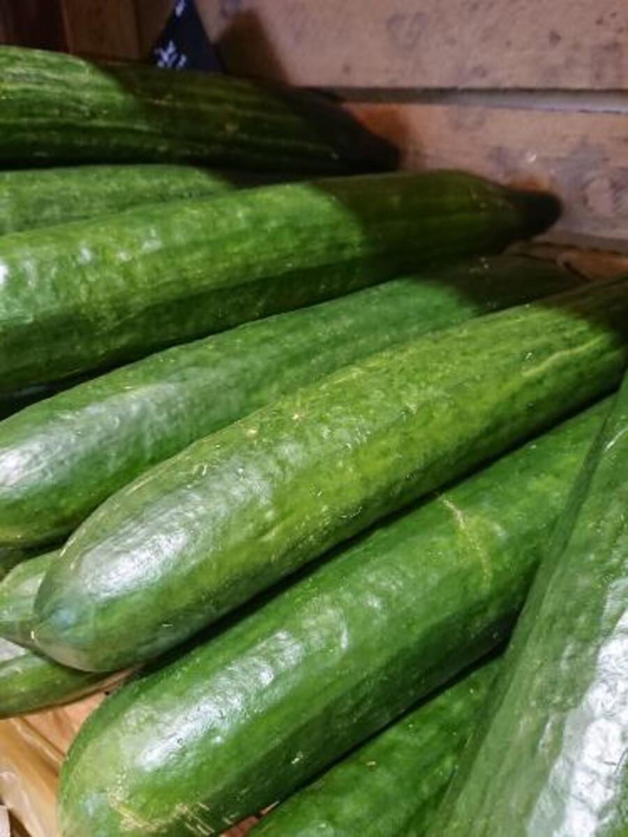 Concombre / Les magasins de la passion