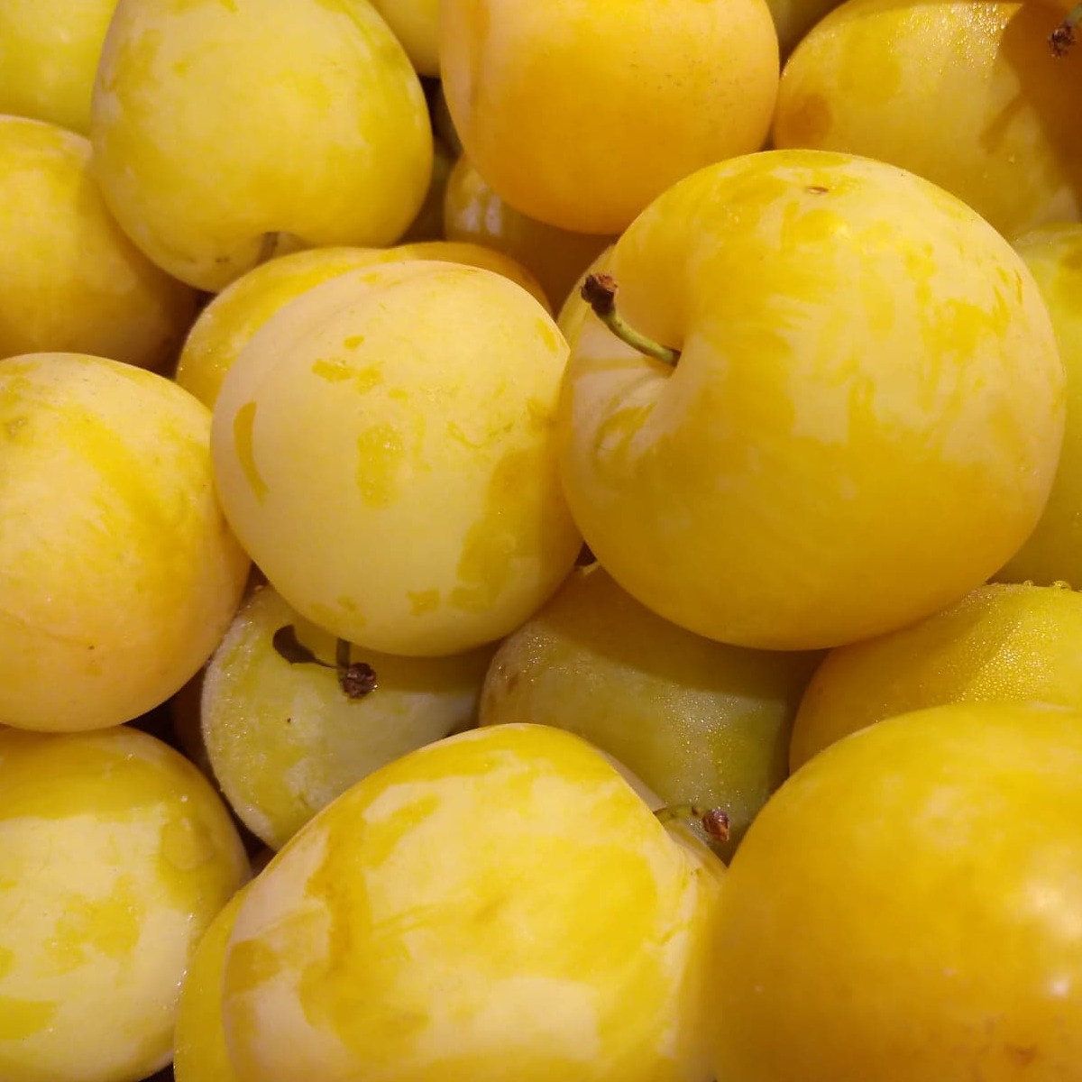 Prune jaune